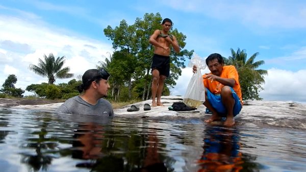Exploring the Rio Atabapo; The search for true Altum Angels | CE Fish ...