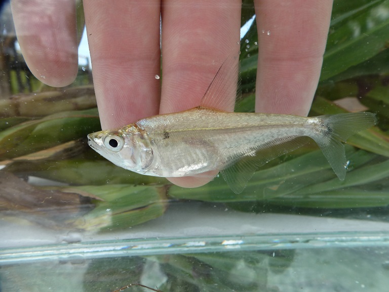 Biodiversity of the Rio Paraná Delta, Argentina - CE Fish Essentials