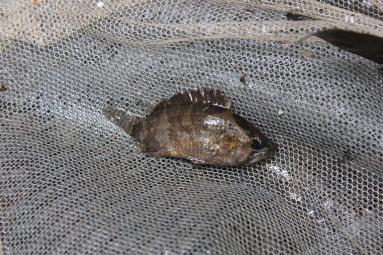 Biotopes of Brunei | Aquatic Treasures in the Labi Jungle | CE Fish ...