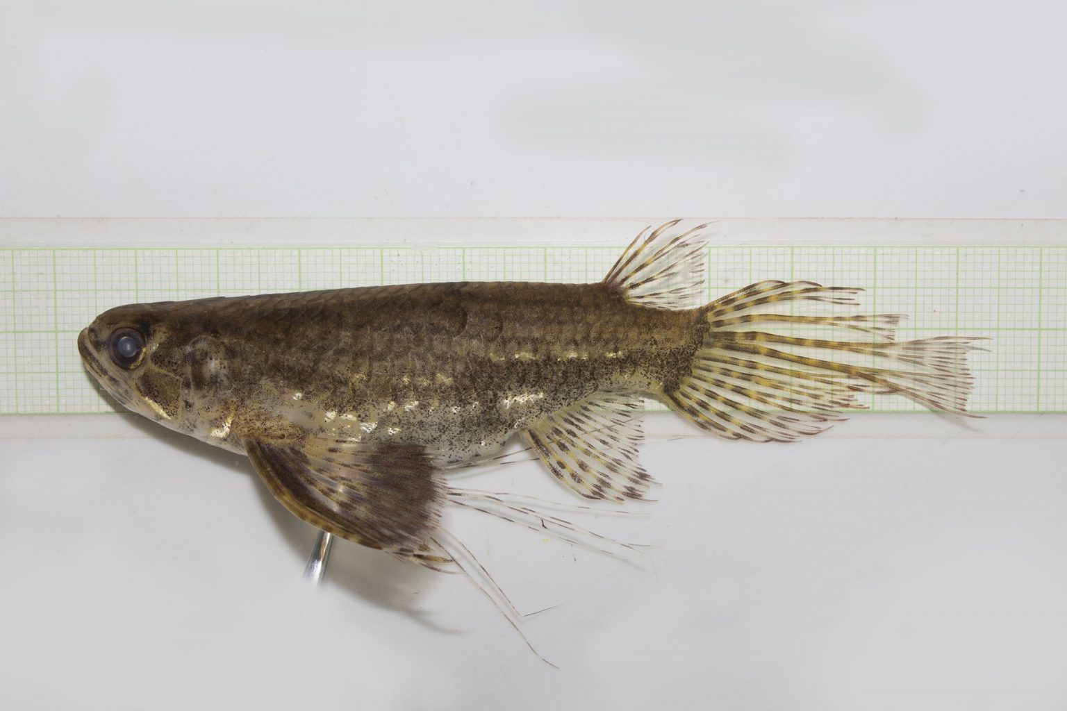 Biotopes of Cameroon | Pantodon buchholzi, the African butterflyfish ...