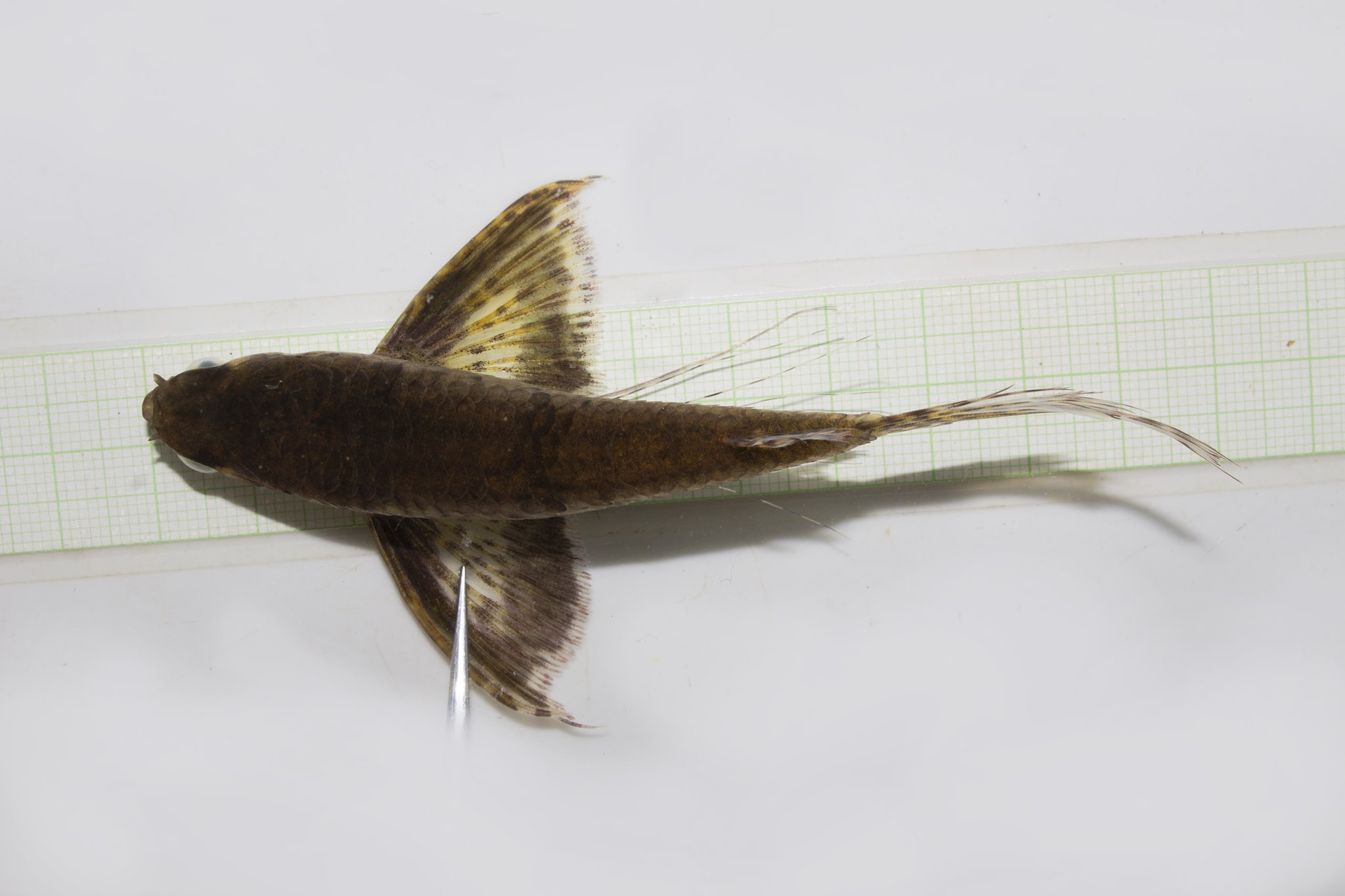 Biotopes of Cameroon | Pantodon buchholzi, the African butterflyfish ...