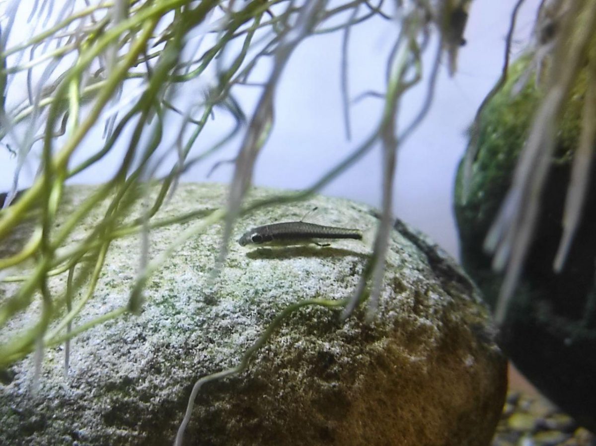 Biotopes of Brunei | Treasures of Temburong - CE Fish Essentials