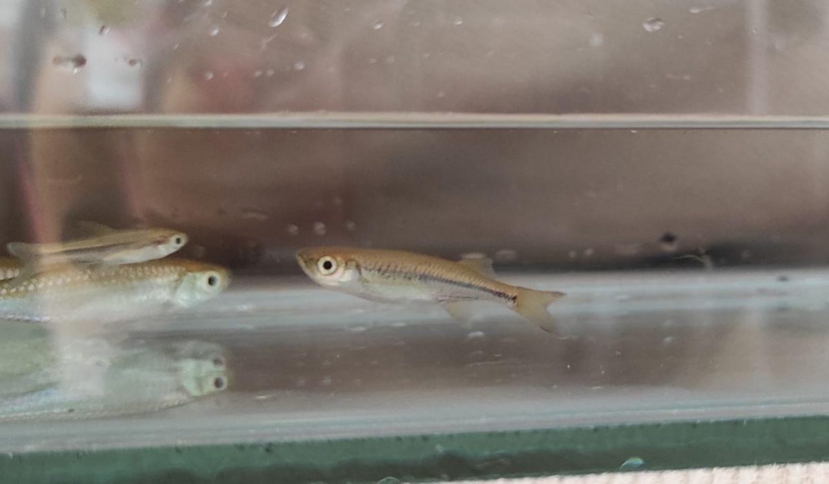 Biotopes of Brunei | Treasures of Temburong - CE Fish Essentials