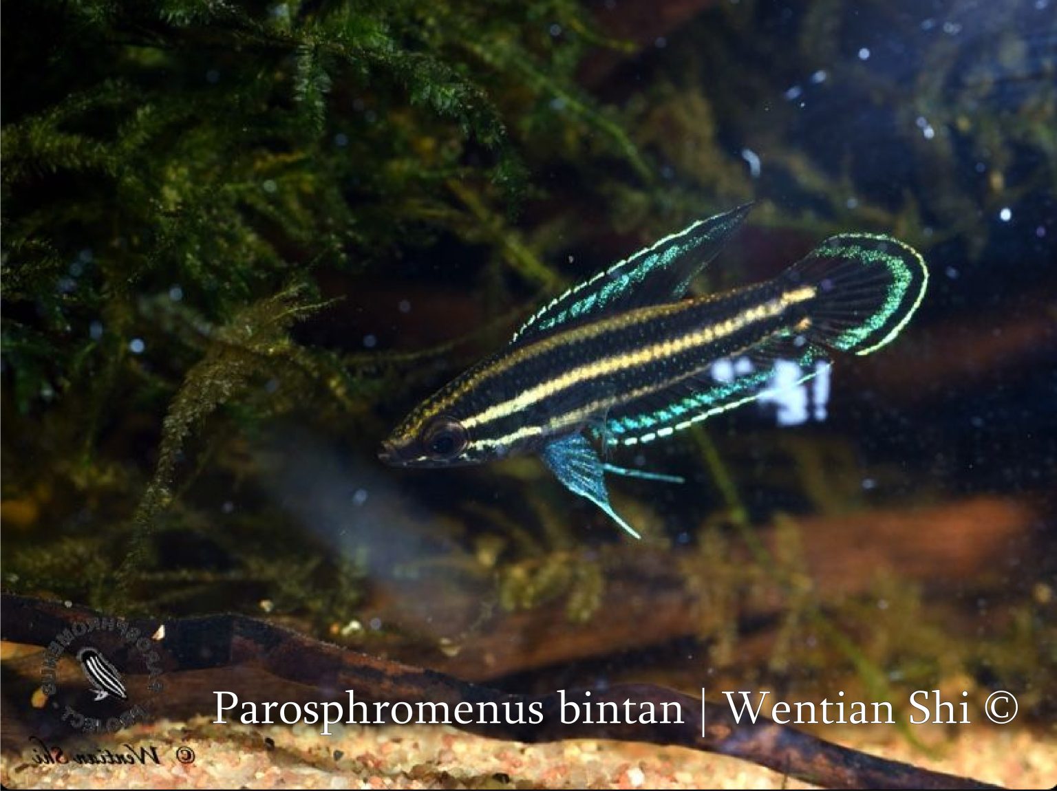 What exactly do we know about the critically endangered freshwater fish ...